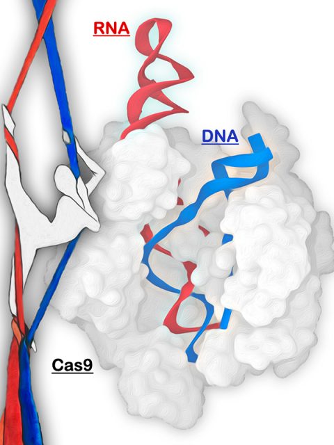 CRISPR Simulation Points to Improved DNA Editing, Gene Therapy | PSC