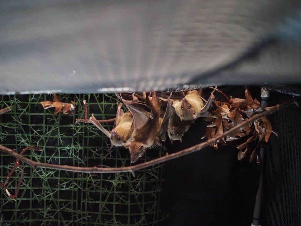 Similar Genetic Elements Underlie Vocal Learning in Bats, Whales, and ...