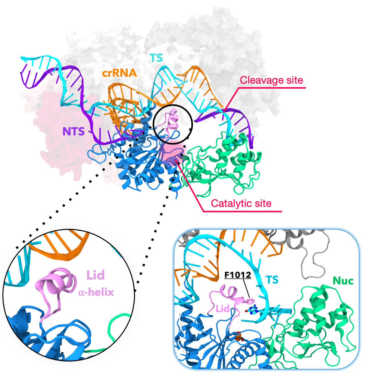 Anton Simulations Explain Delay in CRISPR-Cas12a’s DNA-Cutting Function ...